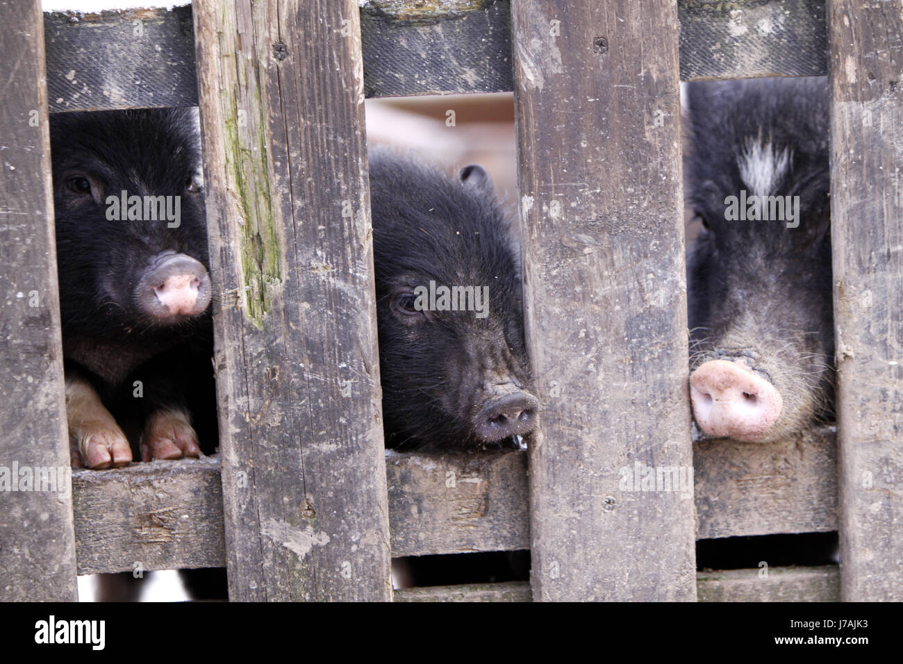 mini pigs behind a fence Stock Photo - Alamy
