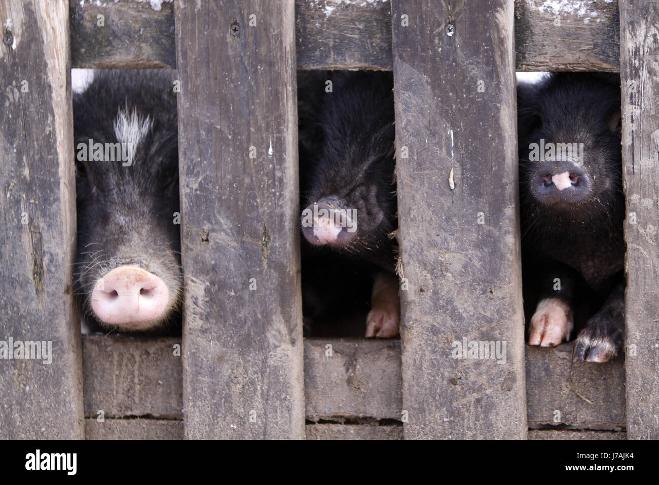 mini pigs behind a fence Stock Photo - Alamy