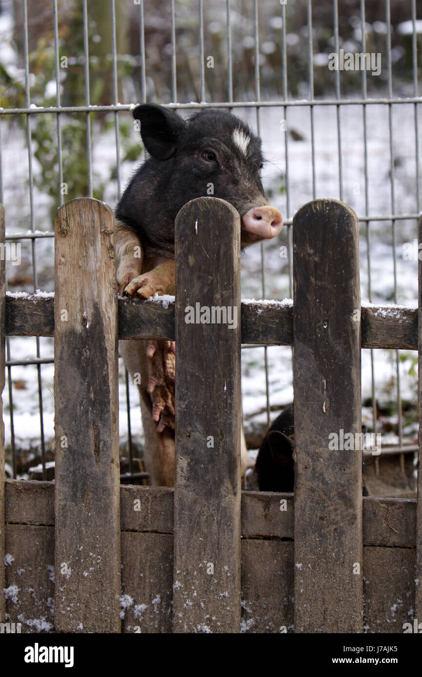 mini pigs behind a fence Stock Photo - Alamy