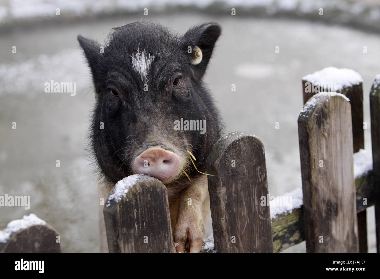 Piglet behind fence hi-res stock photography and images - Alamy