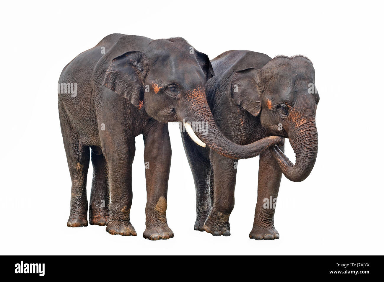 Elefantendame Cut Out Stock Images & Pictures - Alamy