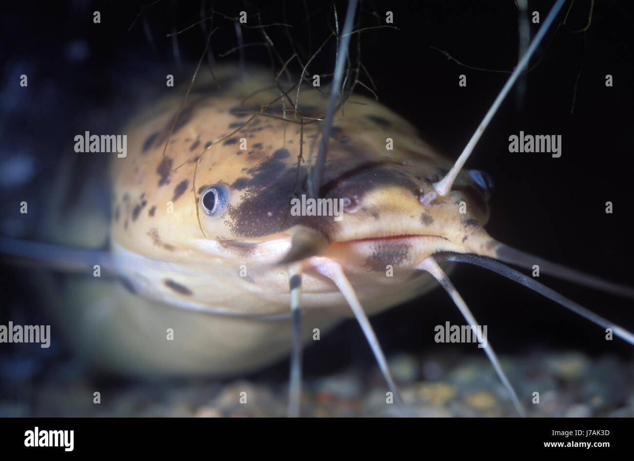 Clarias Batrachus Stock Photos & Clarias Batrachus Stock Images - Alamy