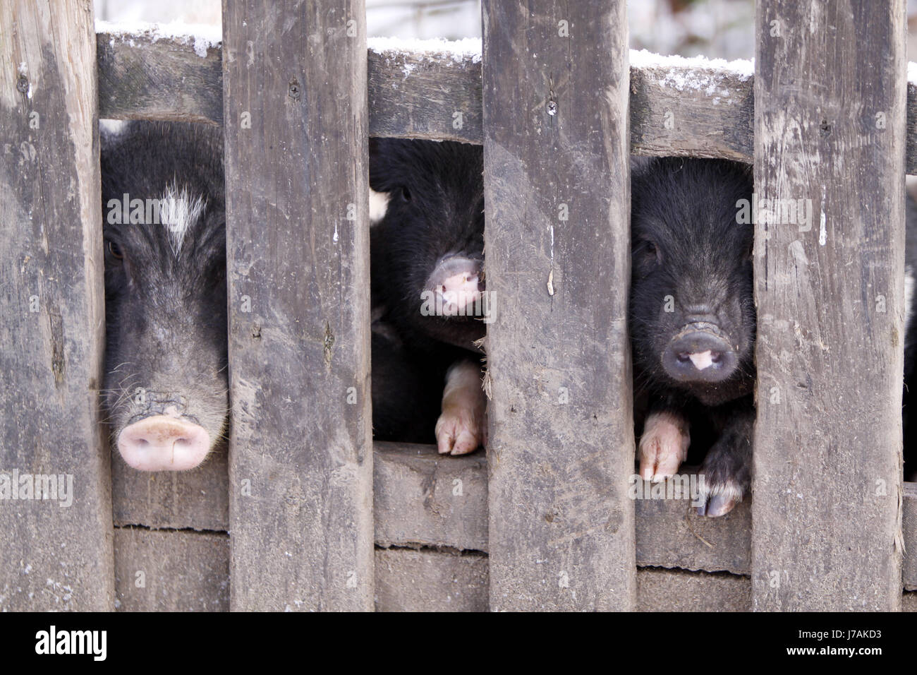 mini pigs behind a fence Stock Photo - Alamy