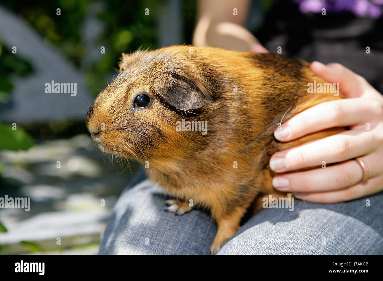 guinea pig in his lap Stock Photo - Alamy