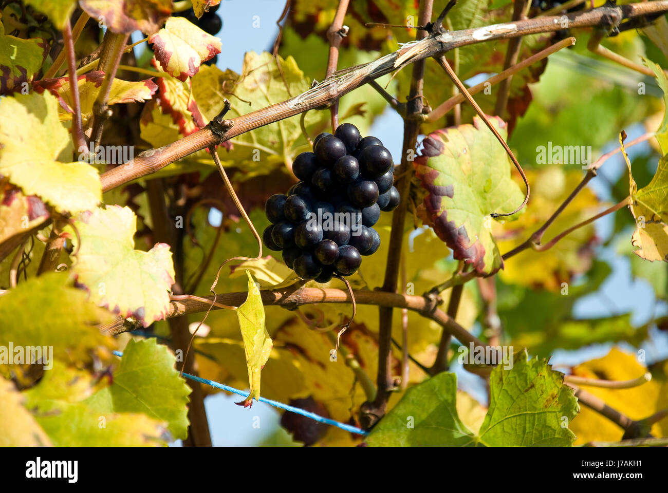 grapes ready for vintage Stock Photo - Alamy