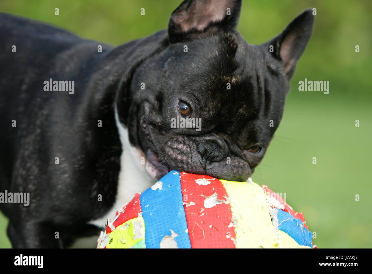 french bulldog with ball Stock Photo - Alamy