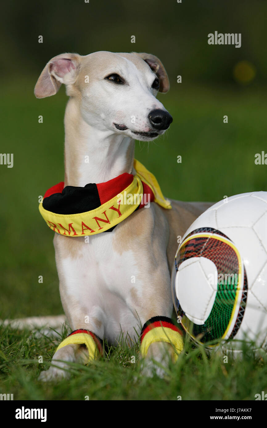 Fanfarben hi-res stock photography and images - Alamy