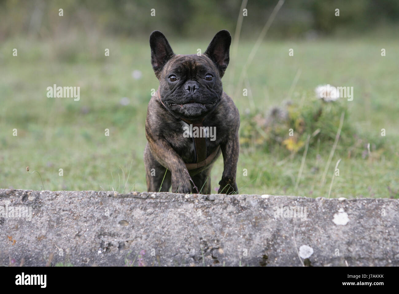 bullie during training Stock Photo - Alamy