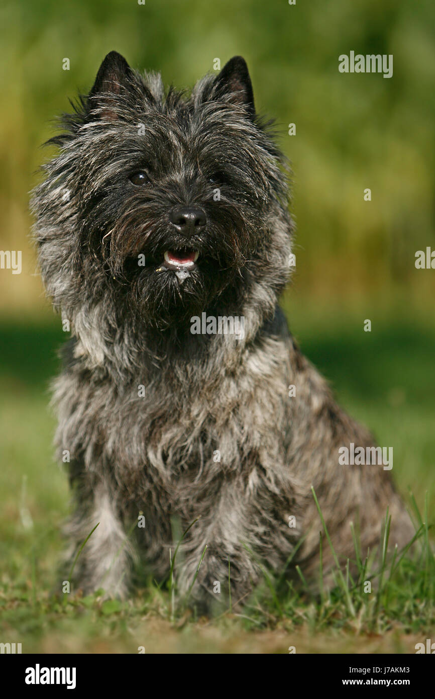 Cairne hi-res stock photography and images - Alamy