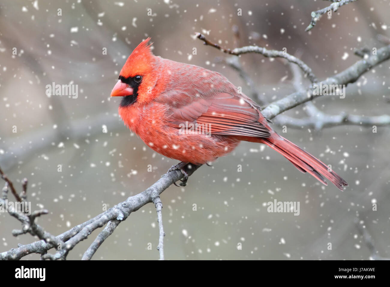 tree bird wild snow coke cocaine material drug anaesthetic addictive ...