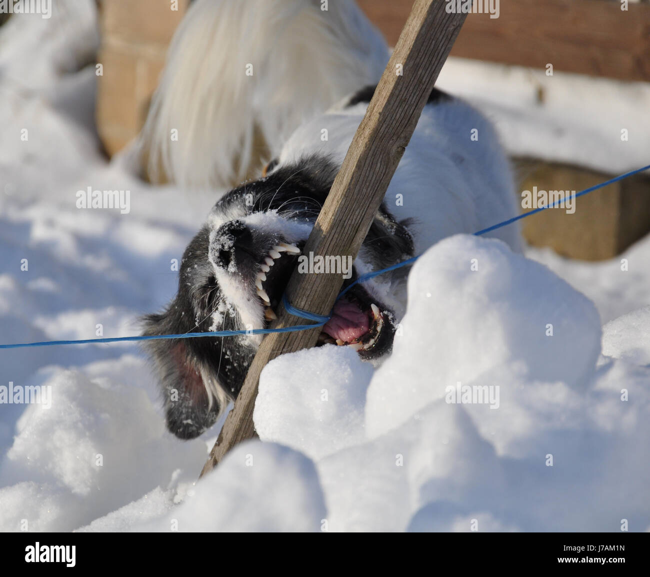 dog rips post from Stock Photo - Alamy
