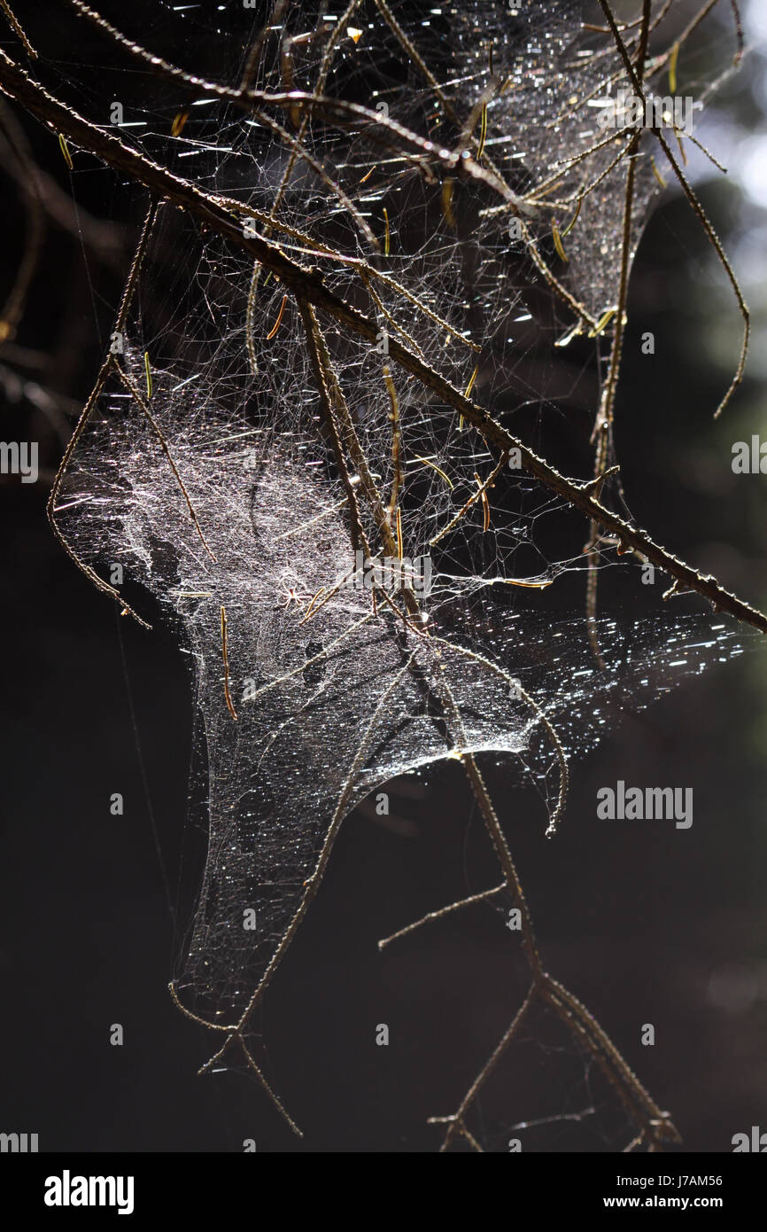 counter-light spider branch conifer filigree forest net cobweb spiders ...