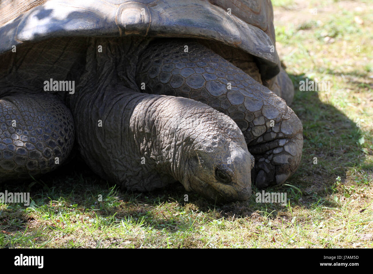 reptile reptiles turtle tortoise animal reptile africa armored reptiles ...