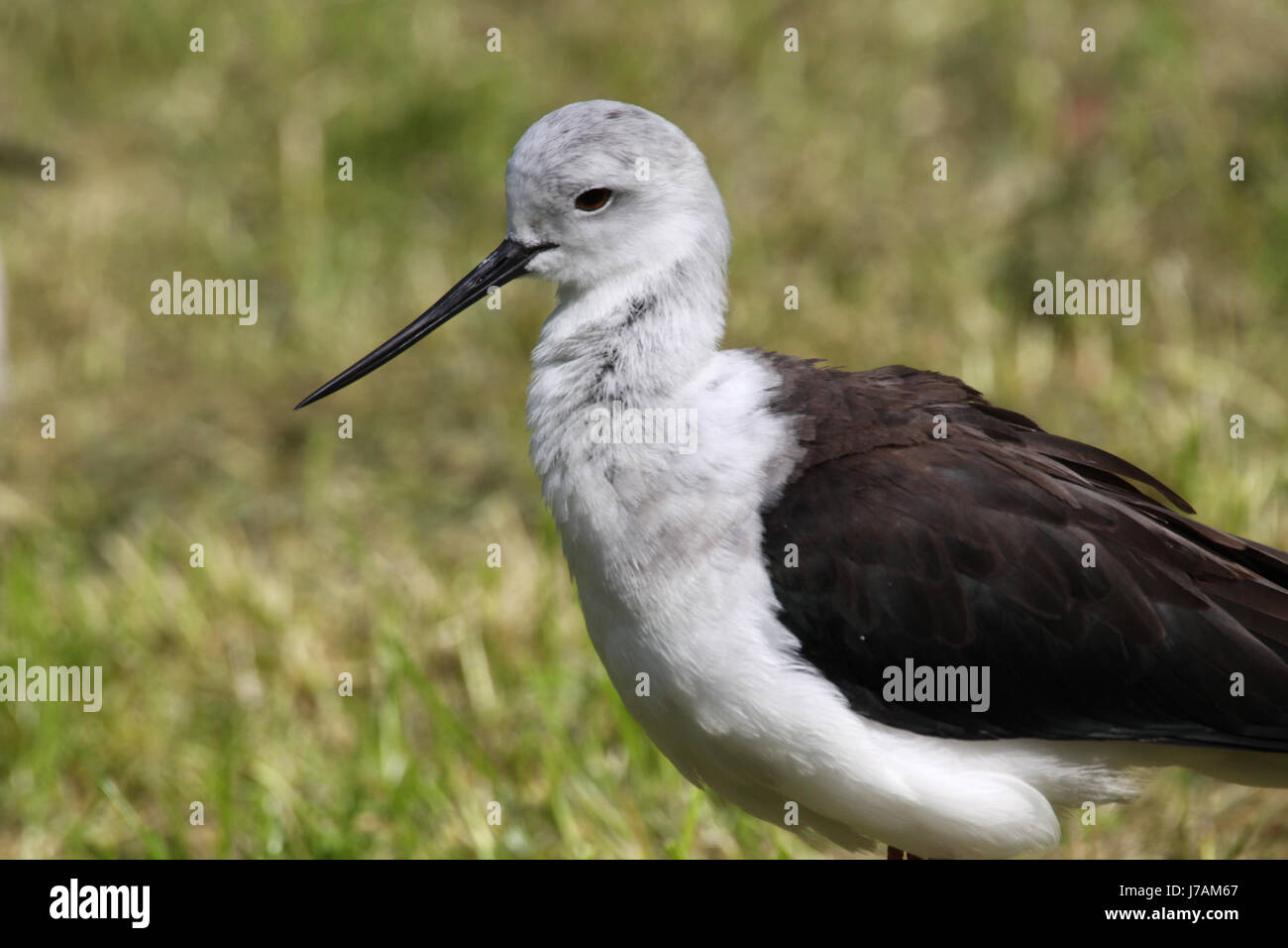 bird birds waterfowls waterfowl wader stilt waders animal bird birds ...