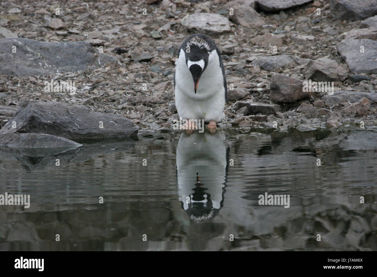 cold antarctic penguin reflection salt water sea ocean water wait ...