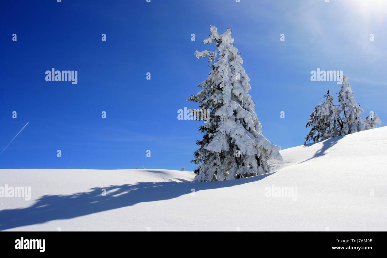 winter cold firs wintry deep snow unaffected snow cold deserted deep ...