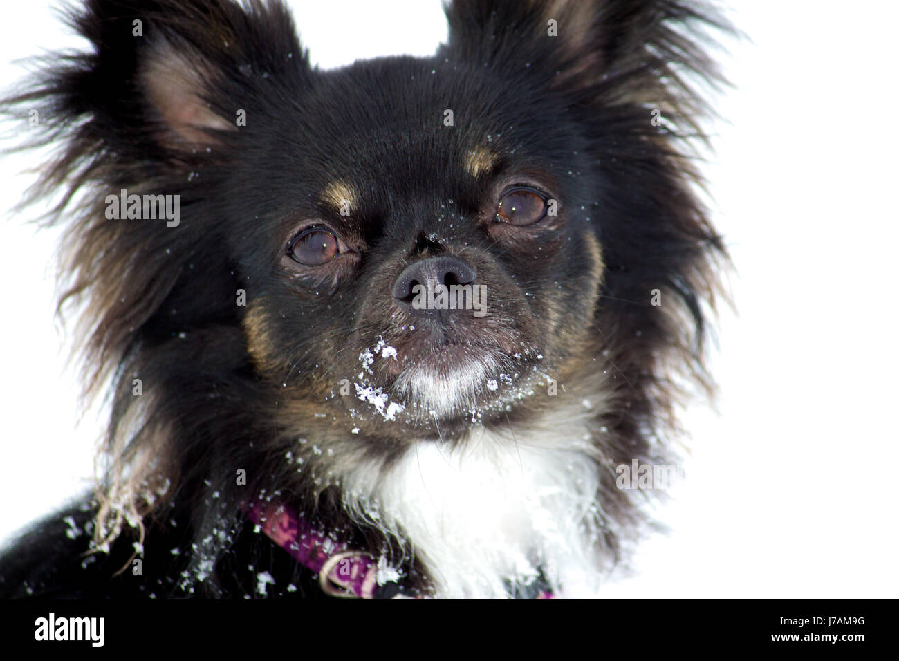 serious dog looking Stock Photo - Alamy