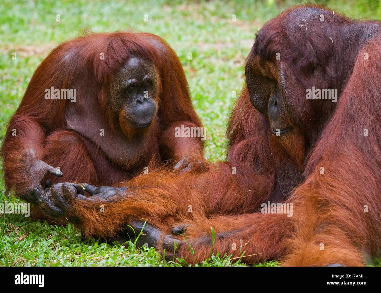 Female and male orangutan sitting on the grass. Indonesia. The island ...