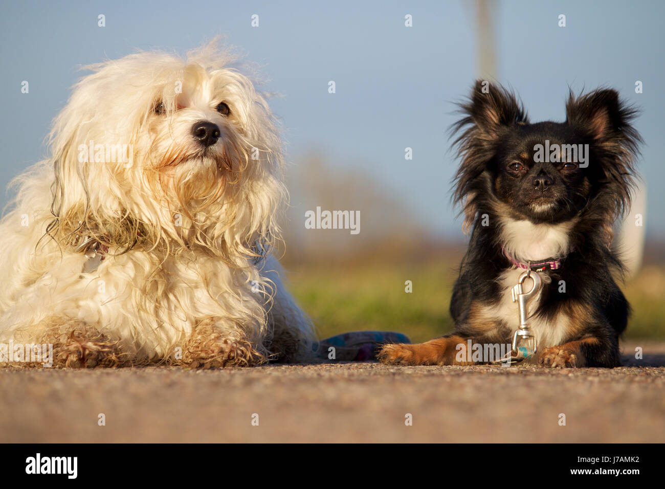 Street dogs hi-res stock photography and images - Alamy