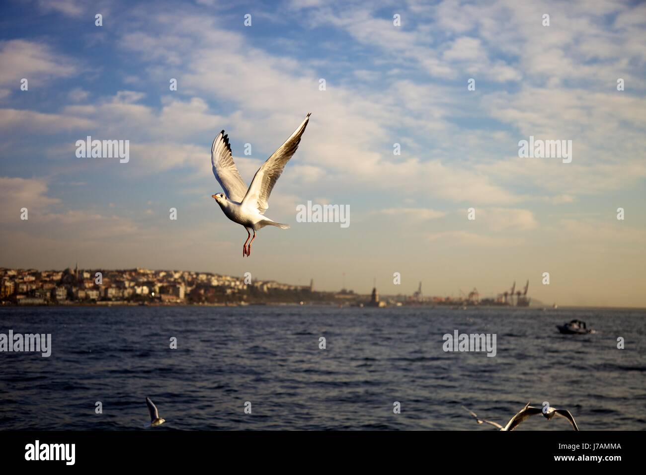 bird navigation birds turkey istanbul salt water sea ocean water ...