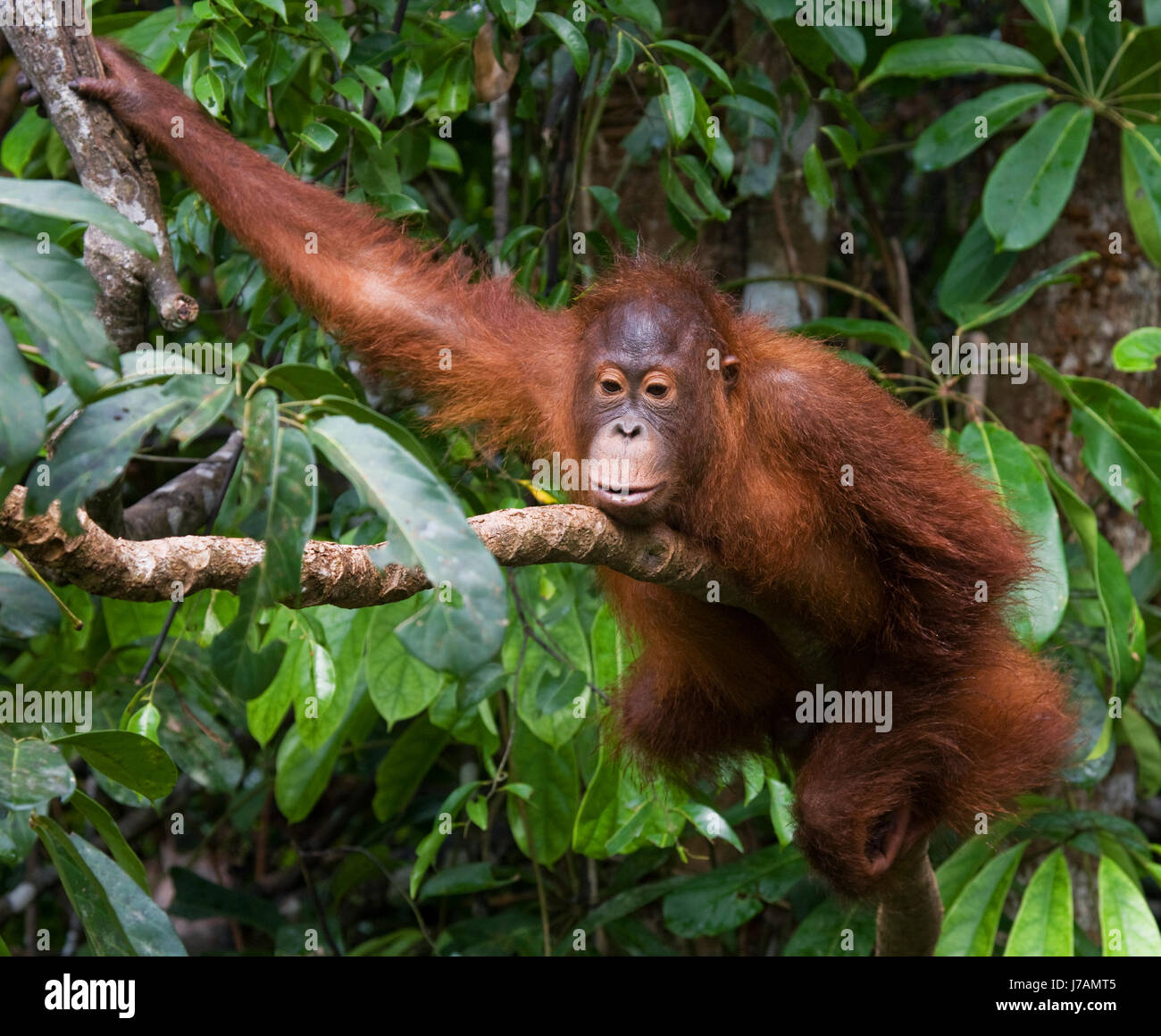 A baby orangutan in the wild. Indonesia. The island of Kalimantan ...