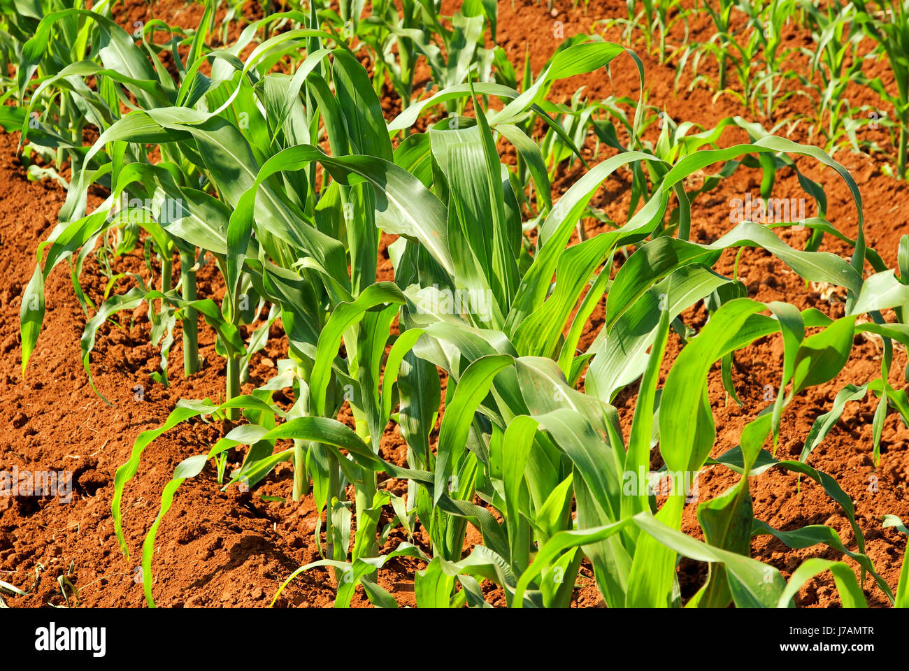 fodder green field vegetable corn cornfield plant leaf fodder green ...
