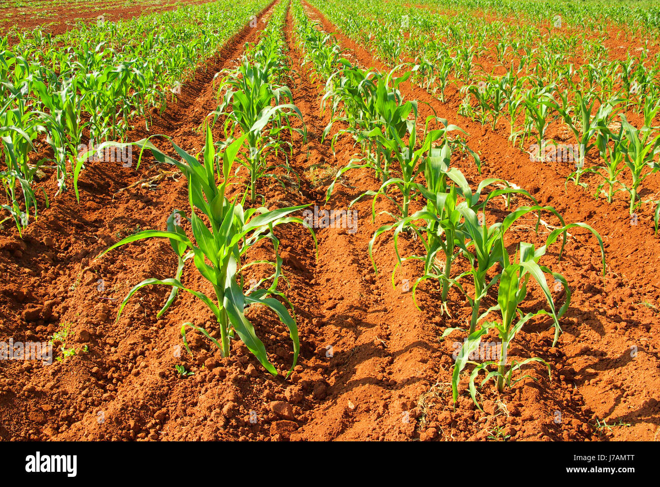fodder green field vegetable corn cornfield topsoil plant leaf fodder ...