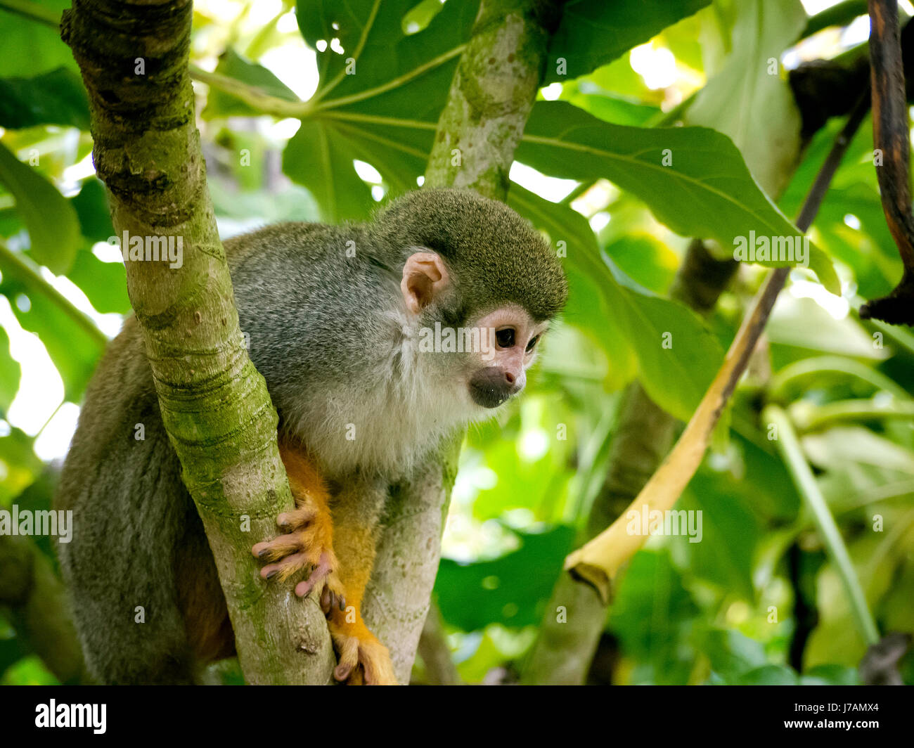 A Capuchin monkey in a tree Stock Photo - Alamy