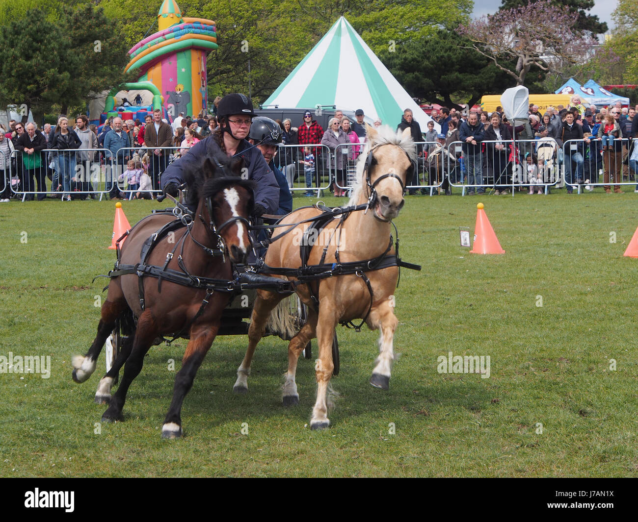 Pulling ponies hi-res stock photography and images - Alamy