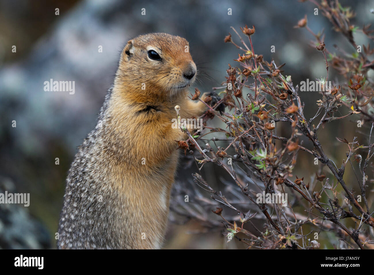 national park alaska animal mammal national park rodent usa branches ...