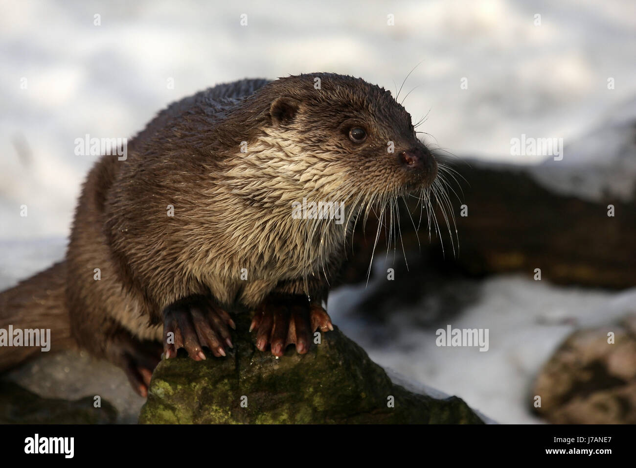 winter mammal portrait otter snow animal hunter eyes skin ice otter ...