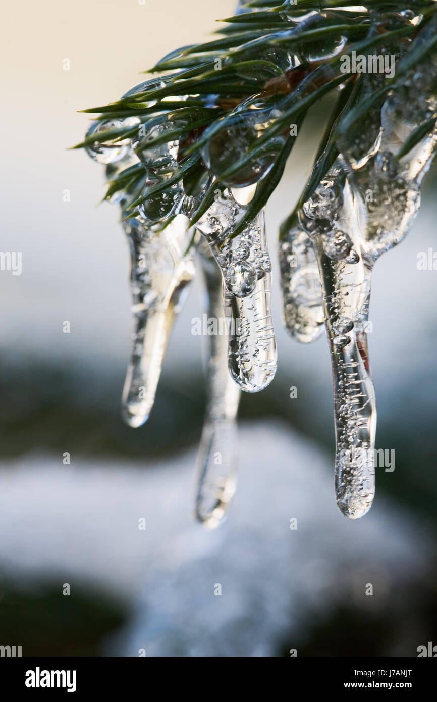 leaf leaves ice branch icicle icicles snow fir drop drip drops seeping ...