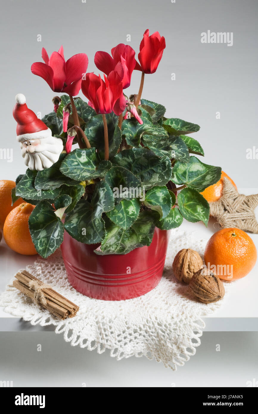 flower plant nicholas flowerpot composition potted plant cyclamen red ...