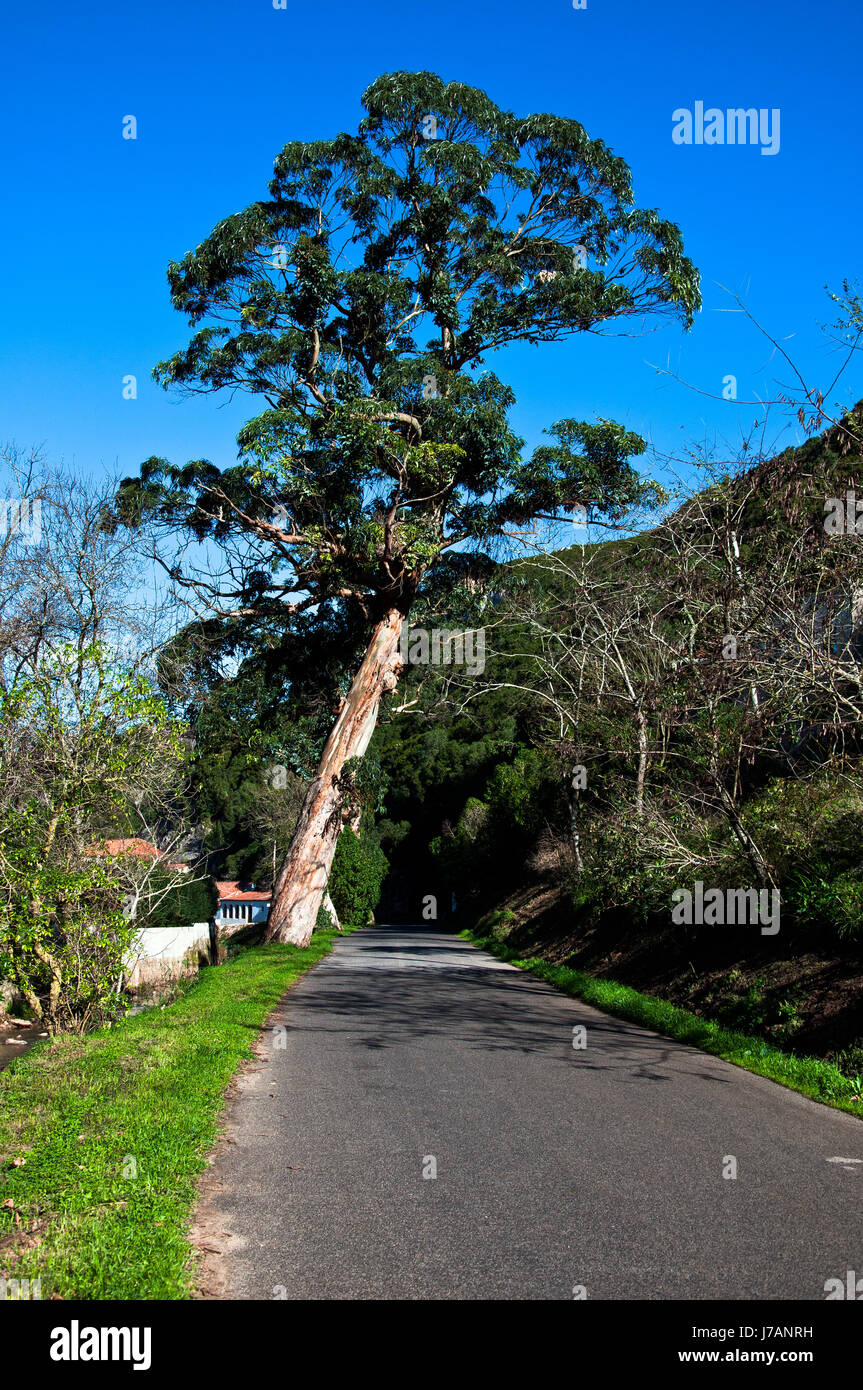 landscape scenery countryside nature house building tree trees winter ...