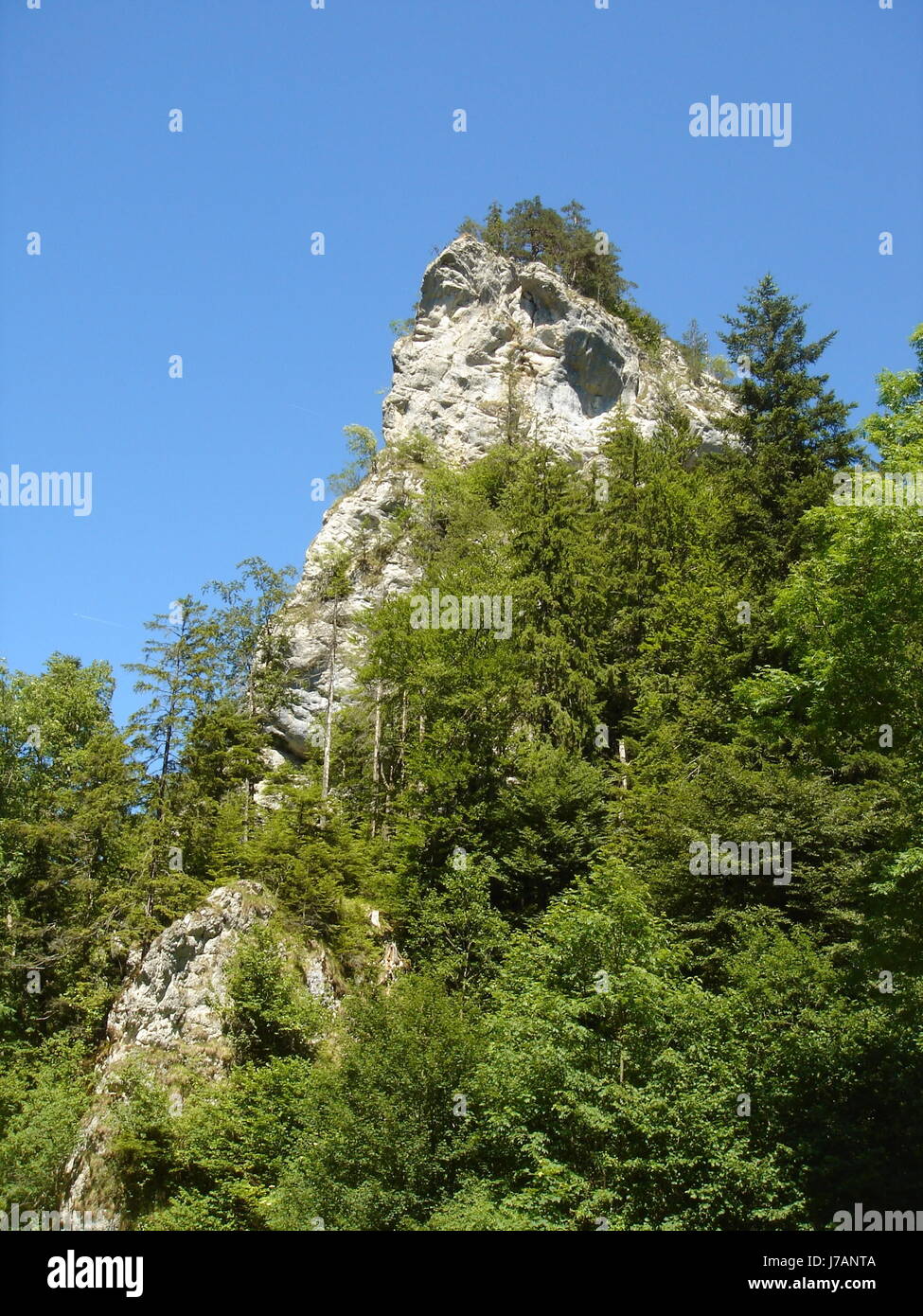 tree rock vegetation mountain nature tree trees stone rock rise climb ...