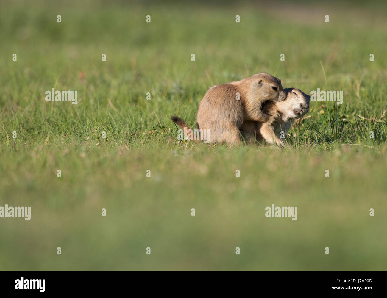 animal mammal rodent usa america endearing side view landscape format ...
