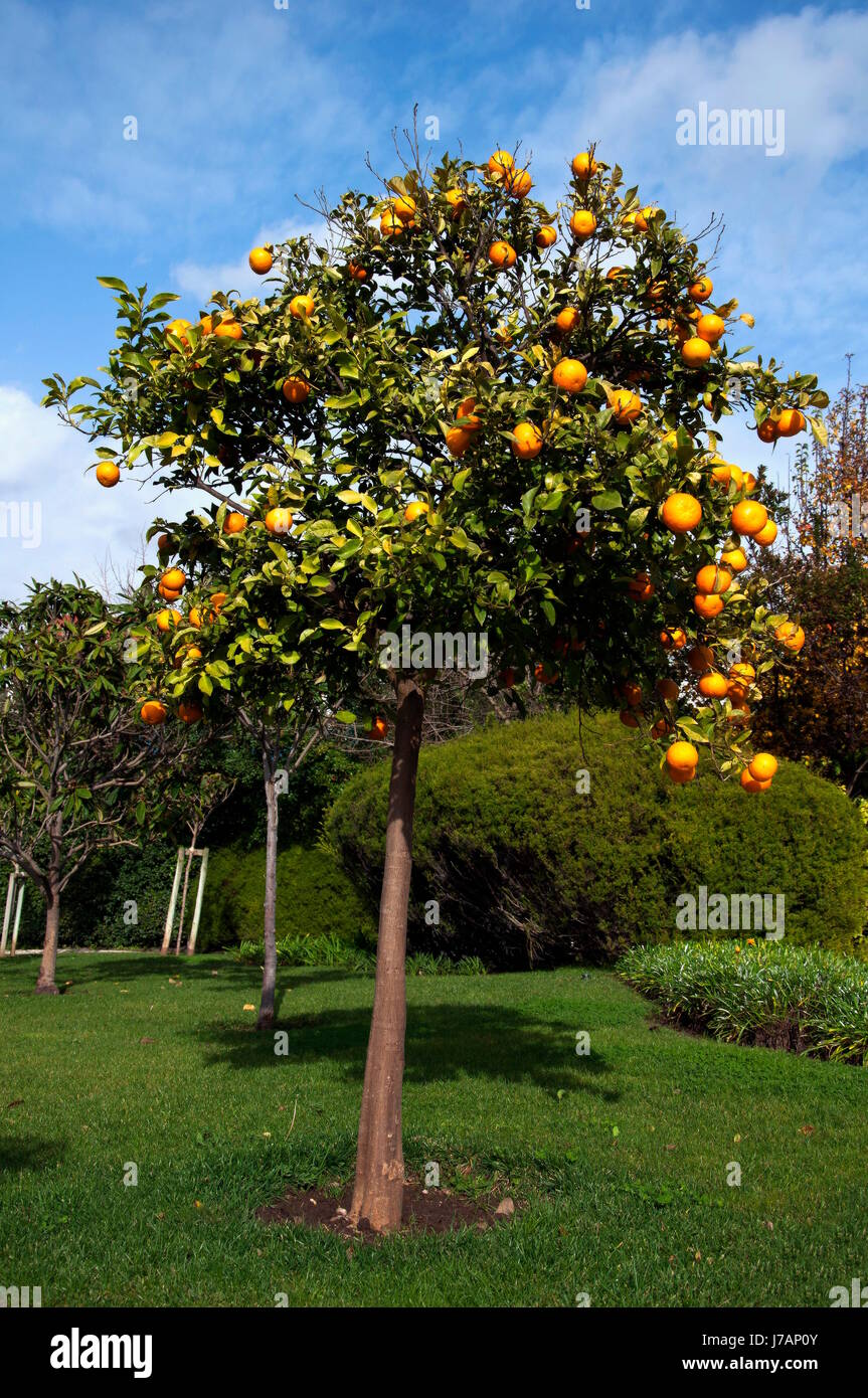 landscape scenery countryside nature orange city town tree trees park ...