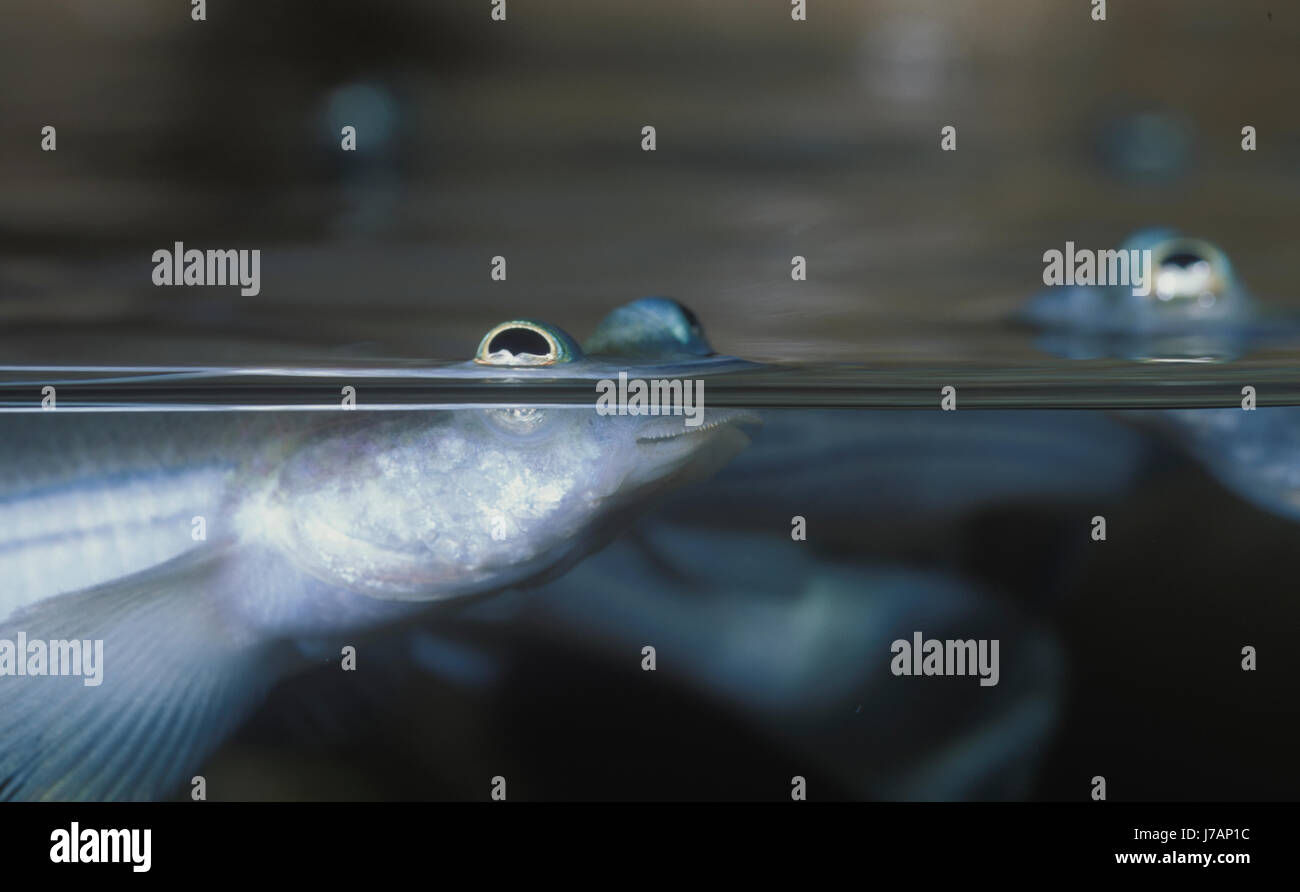 Eye Fish High Resolution Stock Photography and Images - Alamy