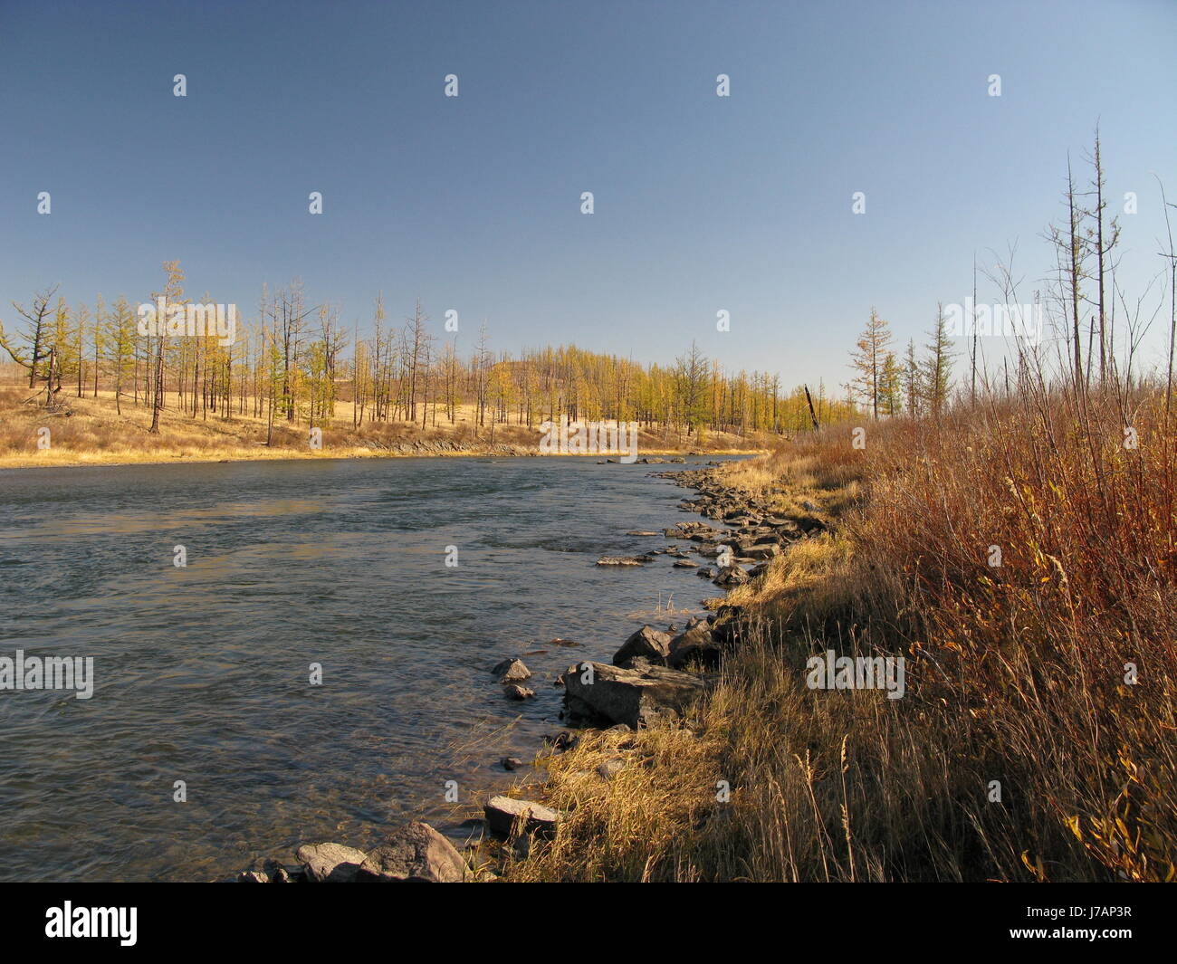 leaf travel tree park ground soil earth humus brown brownish brunette ...