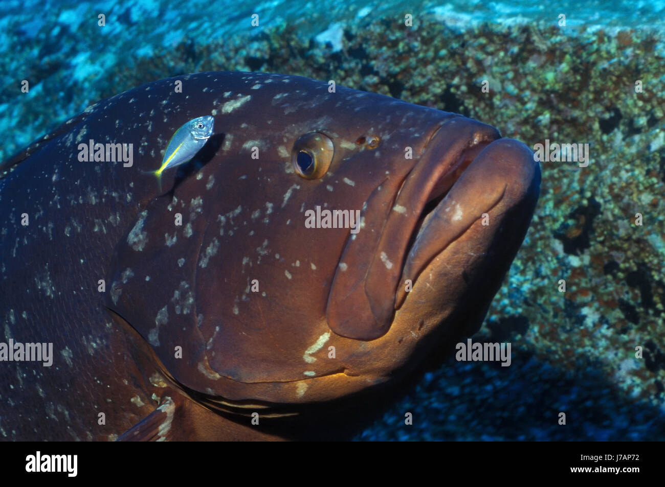 Small Fish Big Ocean High Resolution Stock Photography and Images - Alamy