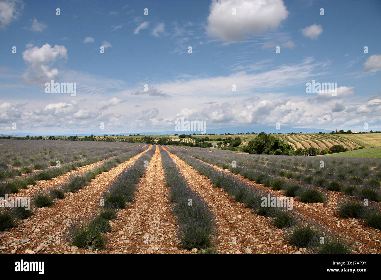 spring france typical Provence plateau lavender field agrarian bucolic ...