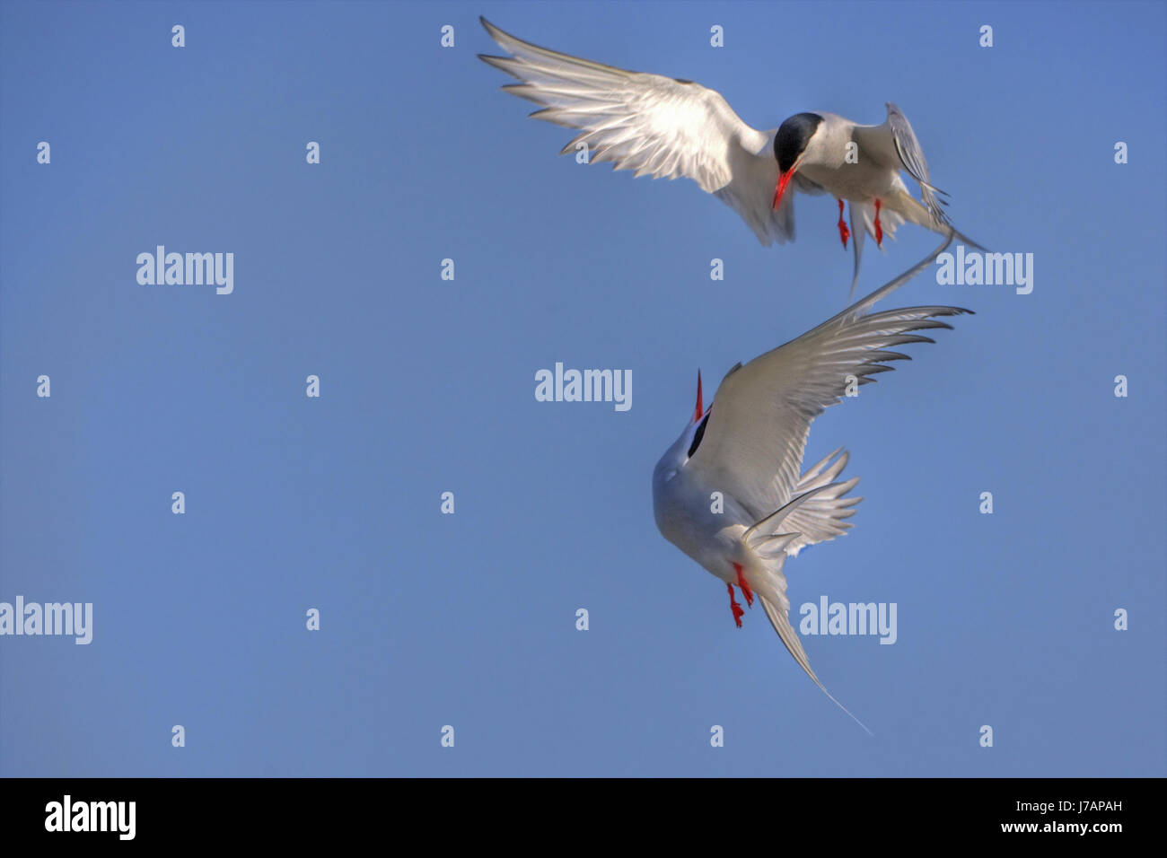migrant birds of passage familiy family migrant birds of passage spawn Stock Photo - Alamy