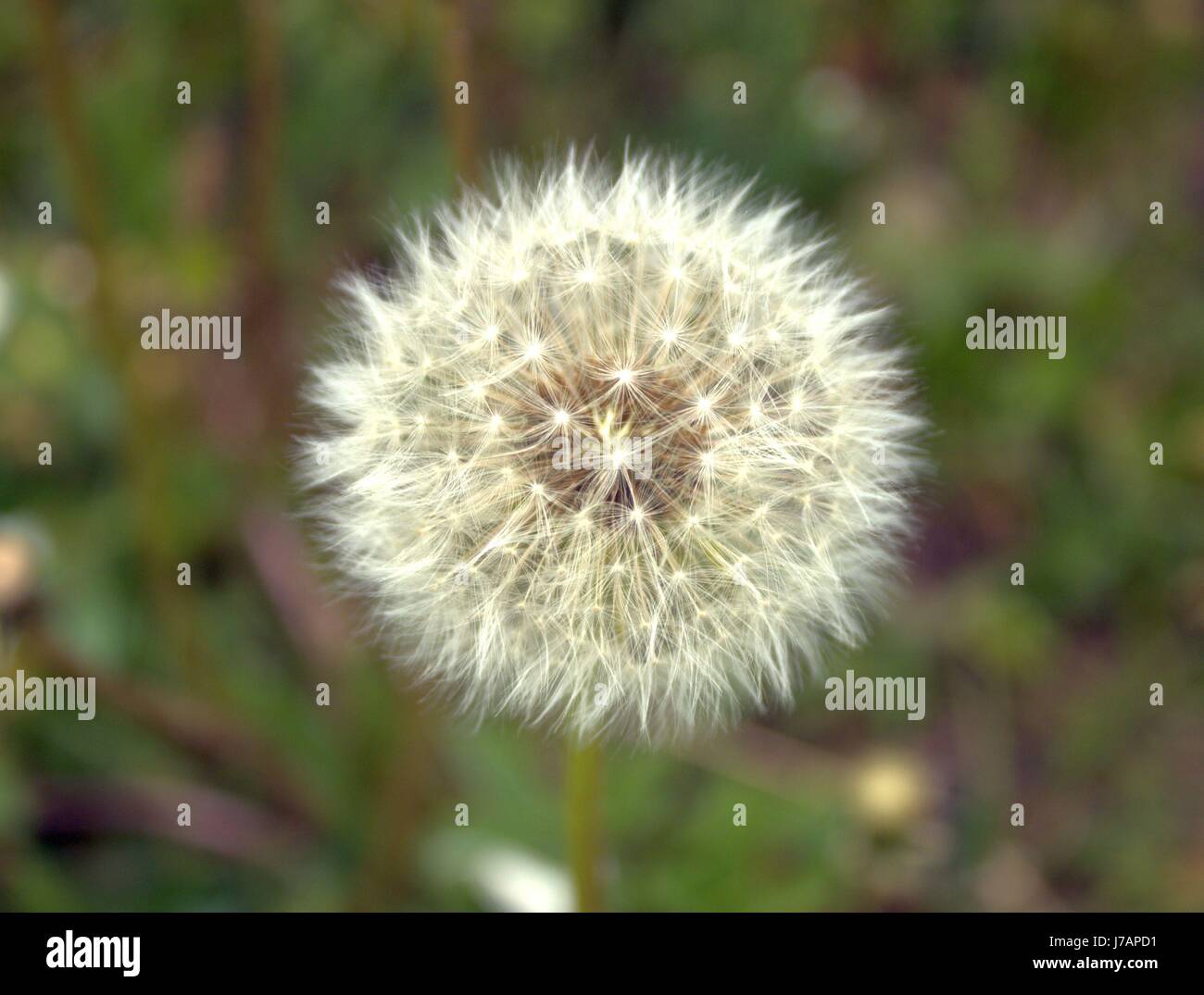 Weed seeds hi-res stock photography and images - Alamy
