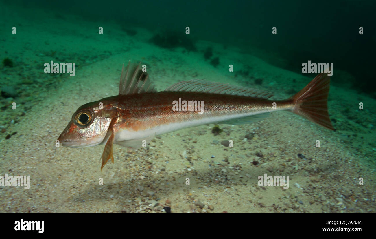 Grey Gurnard High Resolution Stock Photography and Images - Alamy