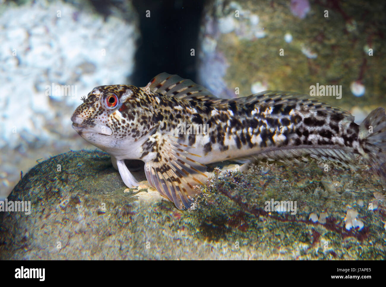 Shanny Stock Photos & Shanny Stock Images - Alamy