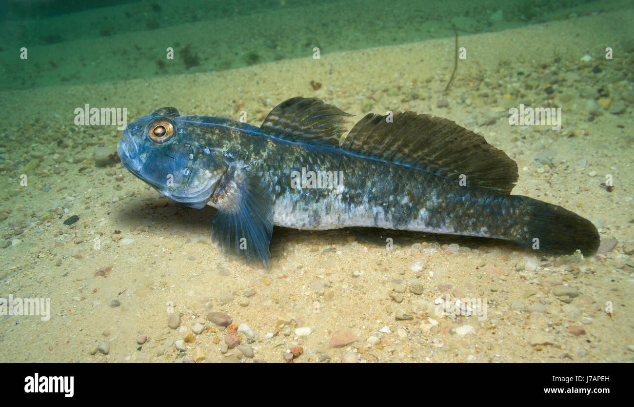 Male Colours High Resolution Stock Photography and Images - Alamy