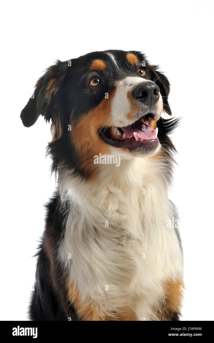 portrait dog shepherd australian head culture studio puppy one canine ...