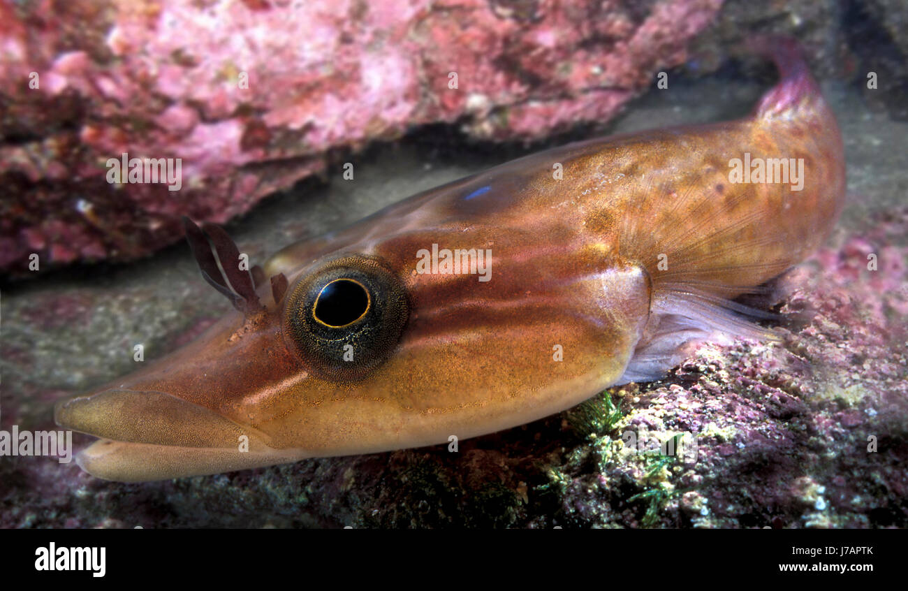 Shore Pools High Resolution Stock Photography and Images - Alamy