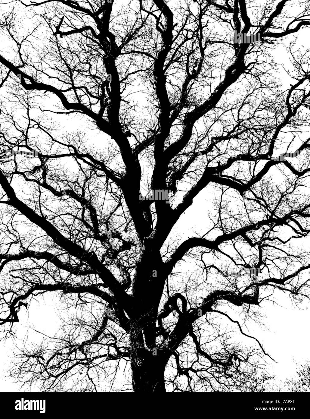 tree winter trunk deciduous tree branches oak crown sparse stinted ...