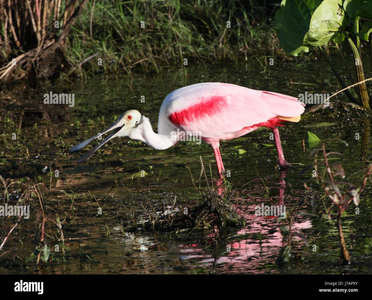 waterfowls waterfowl pink bird birds waterfowls waterfowl pink ...